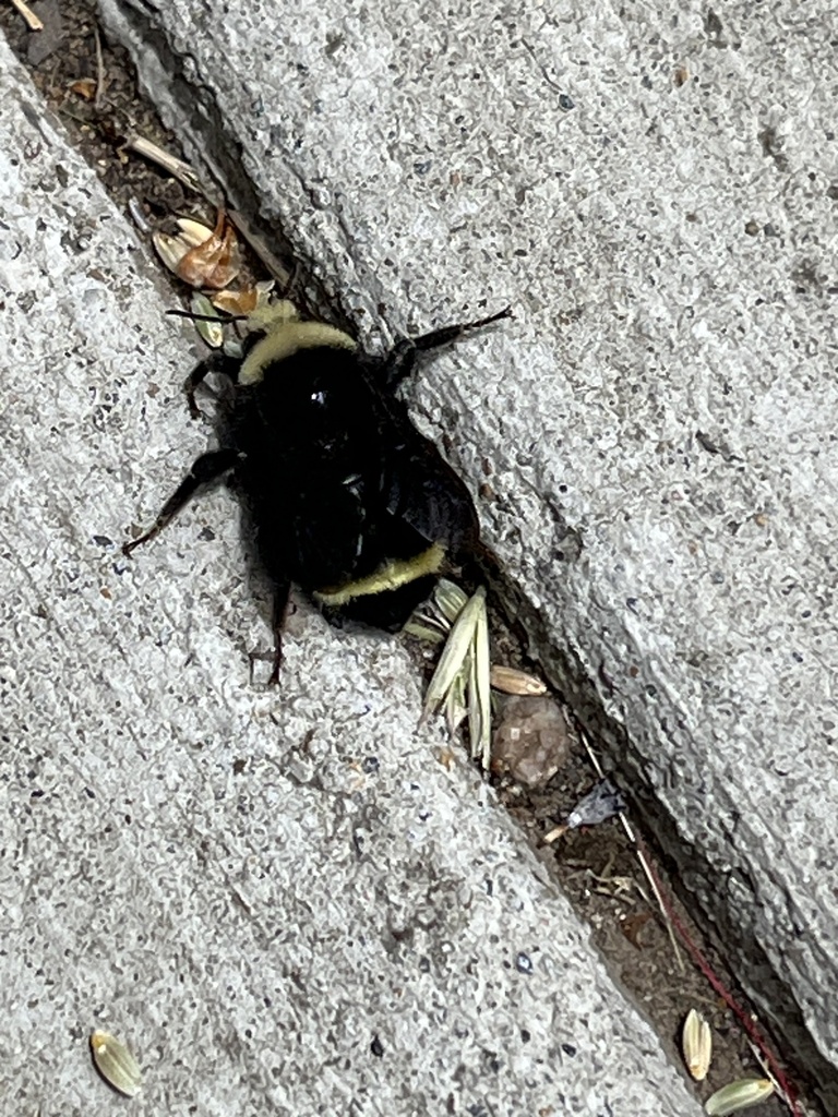 Bumble Bees from Santa Fe Ave, Albany, CA, US on June 3, 2024 at 01:58 ...