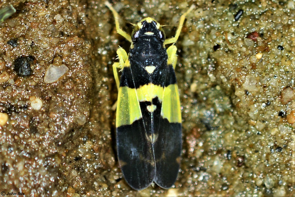 Onukia from Chiang Dao,Thailand Hot Springs on September 17, 2019 at 08 ...