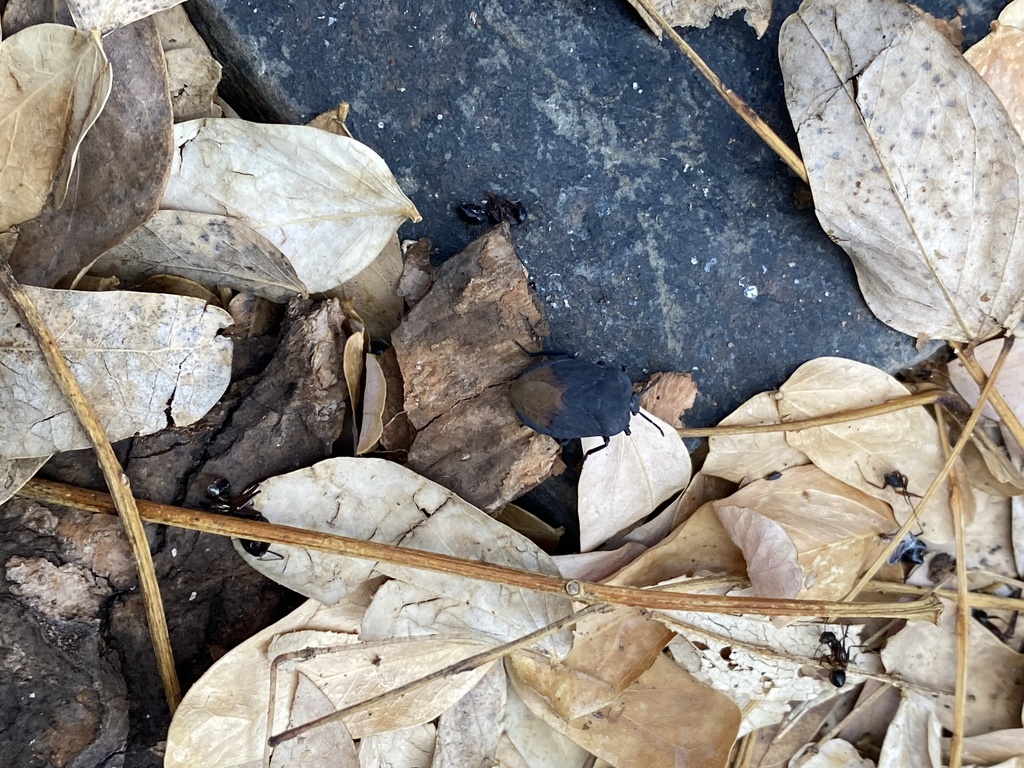 Cyclopelta siccifolia from Maharahtra Nature Park, Mumbai, MH, IN on ...
