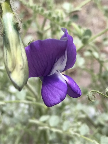 Cicer microphyllum · iNaturalist