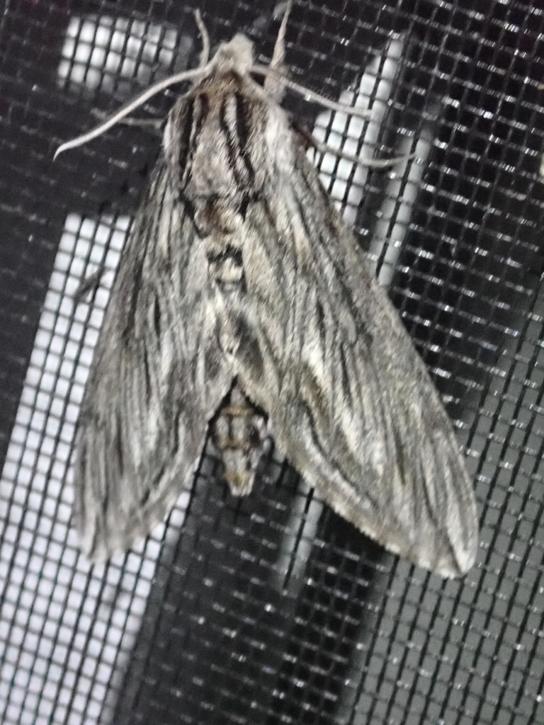 Canadian Sphinx from La Vallée-de-la-Gatineau Regional County ...