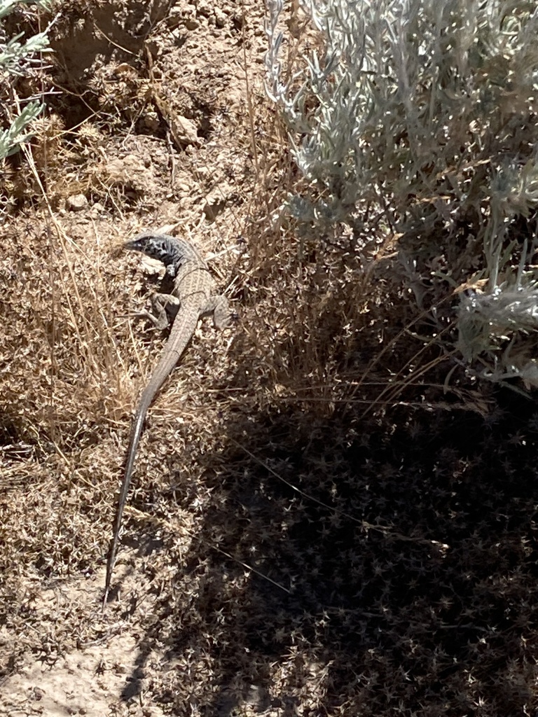 Western Whiptail from Morley Nelson Snake River Birds of Prey, Boise ...