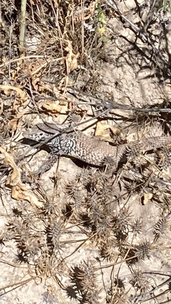 Western Whiptail from Morley Nelson Snake River Birds of Prey, Boise ...