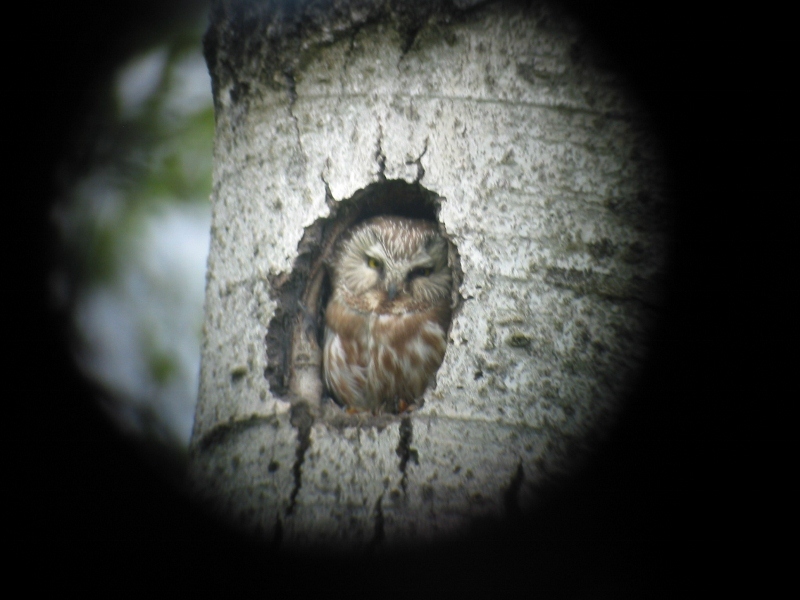 Northern Saw-whet Owl from Lake County, MN, USA on May 30, 2005 at 09: ...