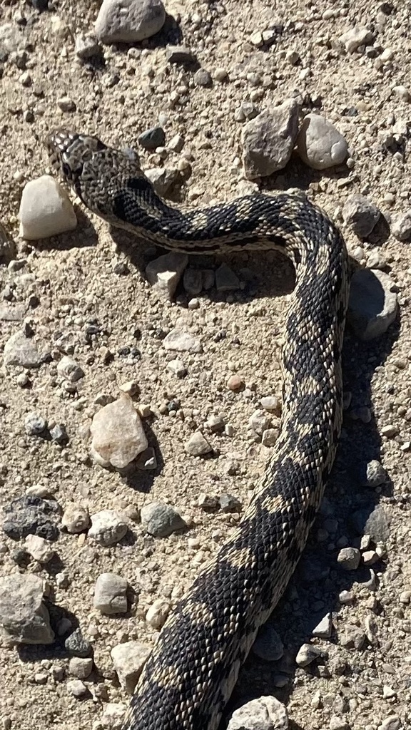 Great Basin Gopher Snake from Morley Nelson Snake River Birds of Prey ...