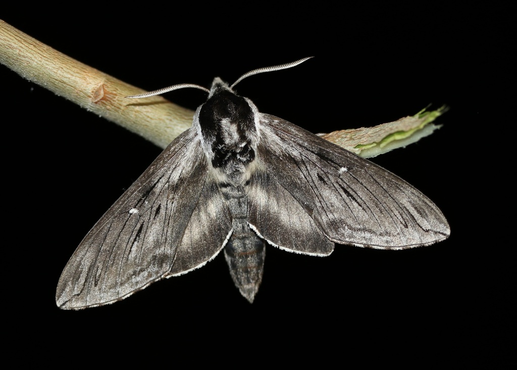 Northern Apple Sphinx from La Malbaie, QC, Canada on June 5, 2024 at 10 ...