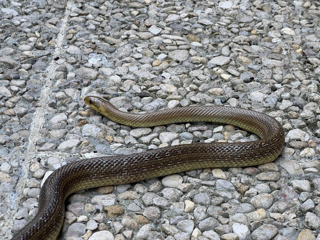 Aesculapian Snake in June 2024 by nicohonsberger · iNaturalist