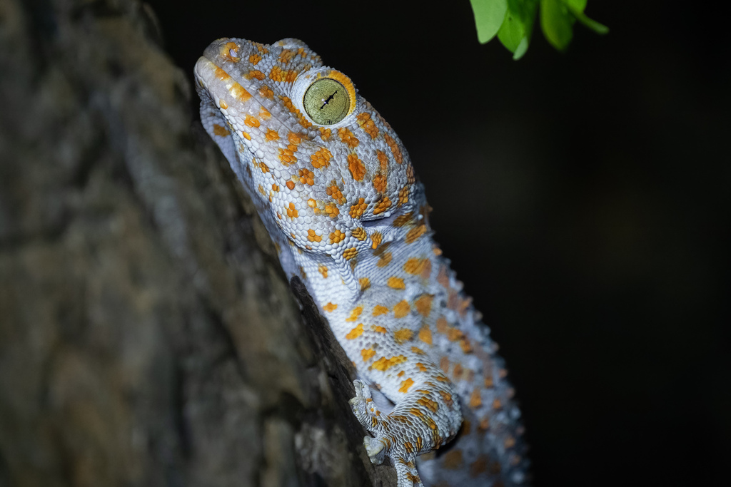 Tokay Gecko from Bang Kachao, Phra Pradaeng District, Samut Prakan ...