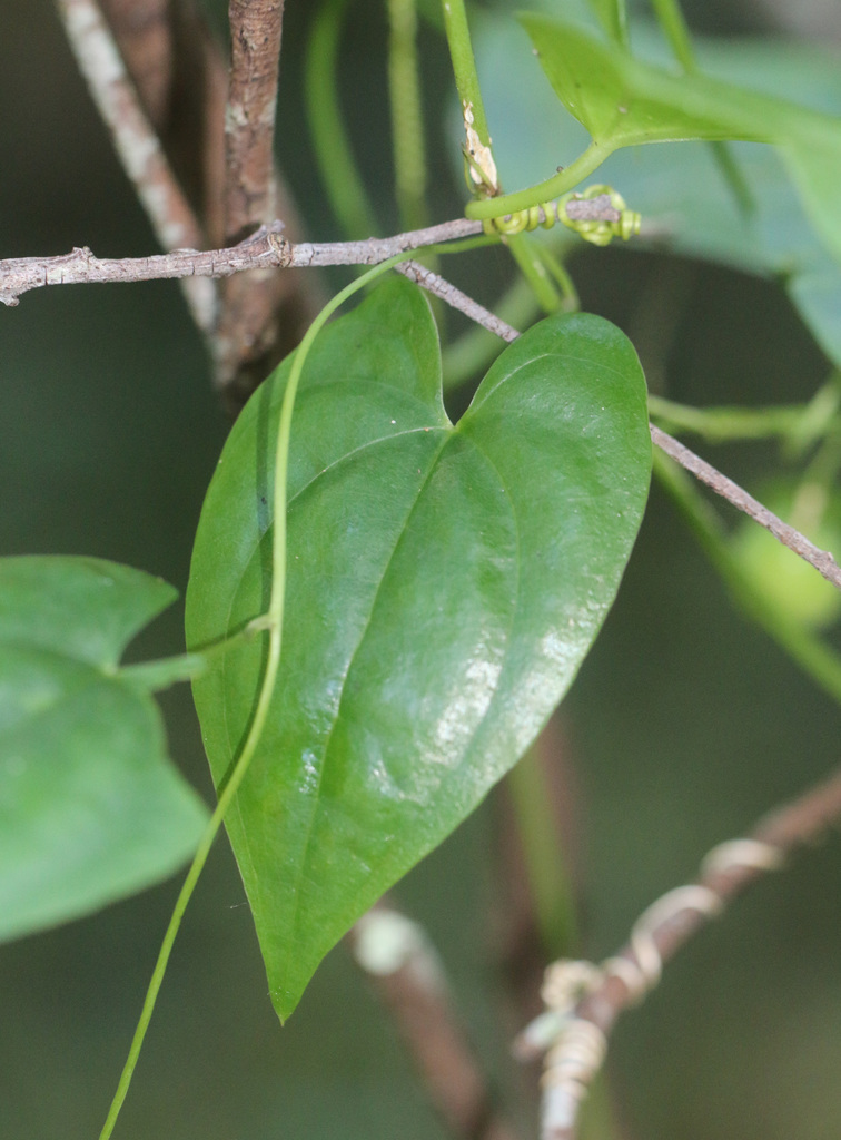 Common Yam Vine from Mill Rd, Anstead QLD 4070, Australia on June 2 ...