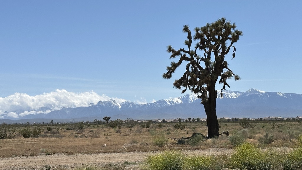 Joshua Tree from Palmdale Rd, Adelanto, CA, US on May 5, 2024 at 03:00 ...