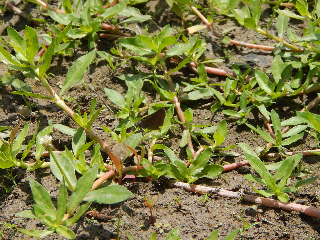 Alligatorweed from Greenville, NC, USA on May 16, 2019 at 01:58 PM by ...