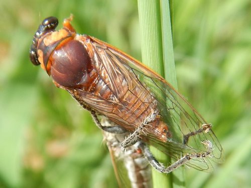 Crimson Bullet (Tryella castanea) · iNaturalist