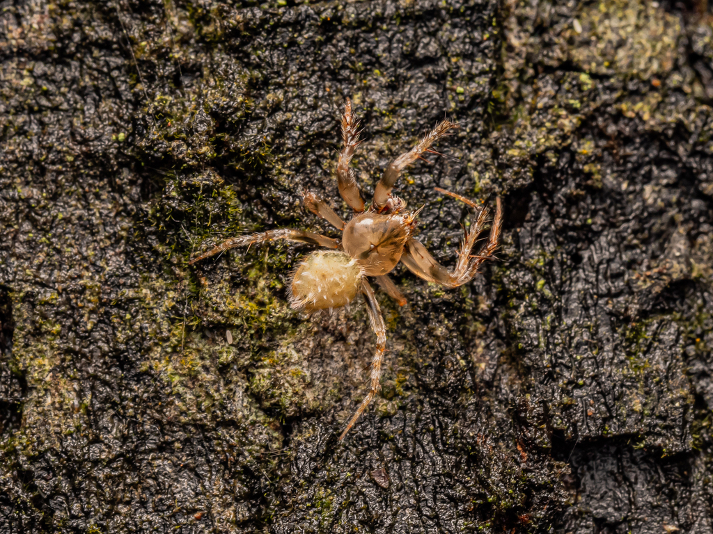 Laglaise's Garden Spider from Lung Fu Shan, Hong Kong on May 24, 2024 ...