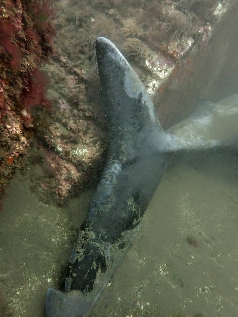 Basking Shark in May 2024 by luismartinezartola · iNaturalist