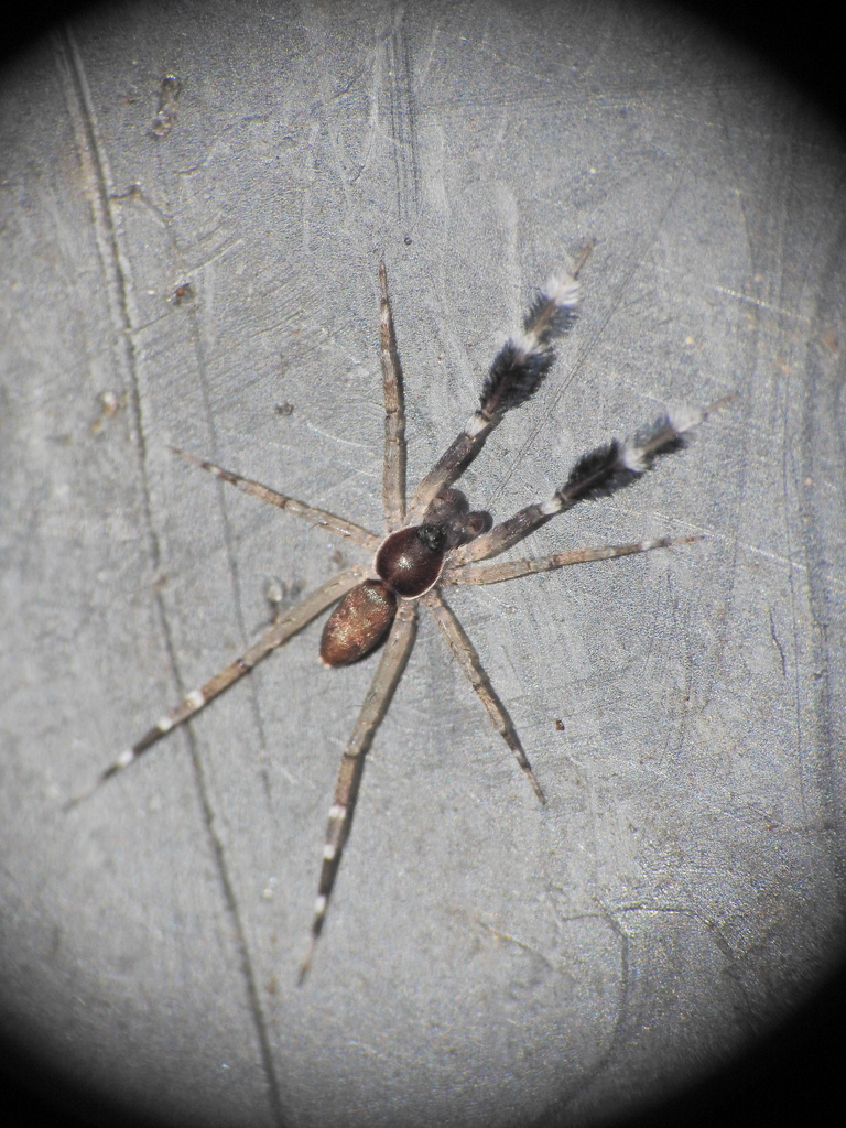 Scuttling Spiders from Talegalla Weir QLD 4650, Australia on June 6 ...