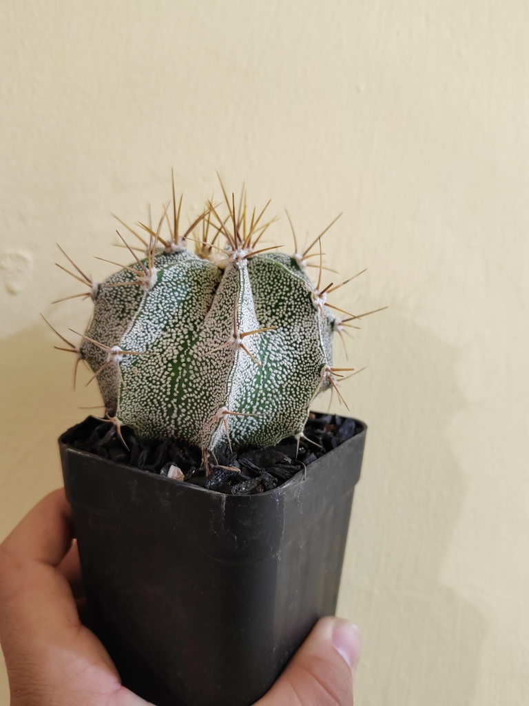star cactus in March 2023 by David Caldera · iNaturalist