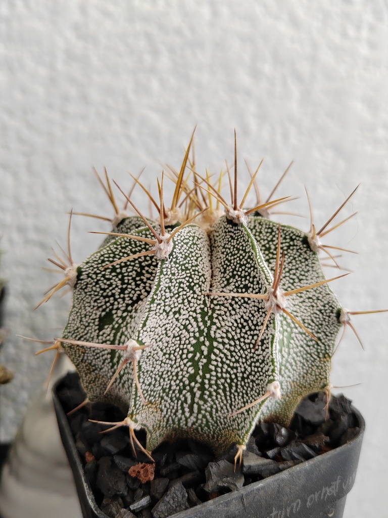 star cactus in April 2023 by David Caldera · iNaturalist