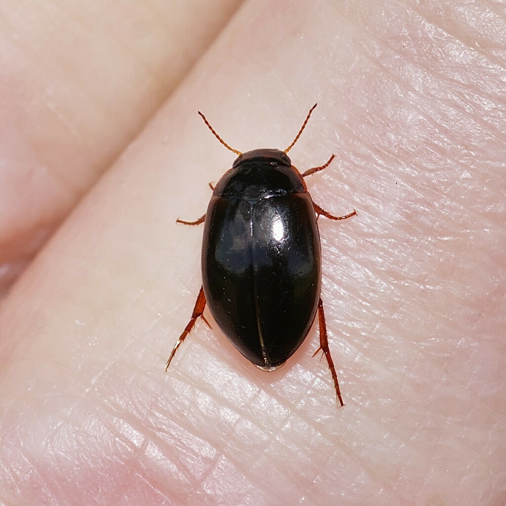 Agabus from 7400 Herning, Danmark on June 1, 2024 at 11:25 AM by Bøje ...