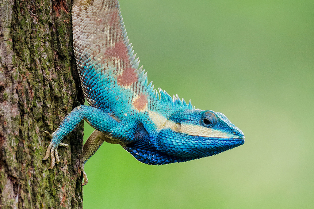 Flying Dragons and Allies (Draconinae) - Snakes and Lizards