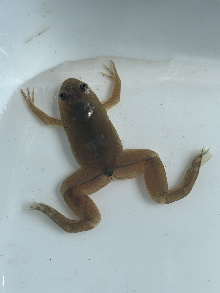 De Witte's Clawed Frog from Murenge, Rumonge, BI on June 5, 2024 at 01: ...