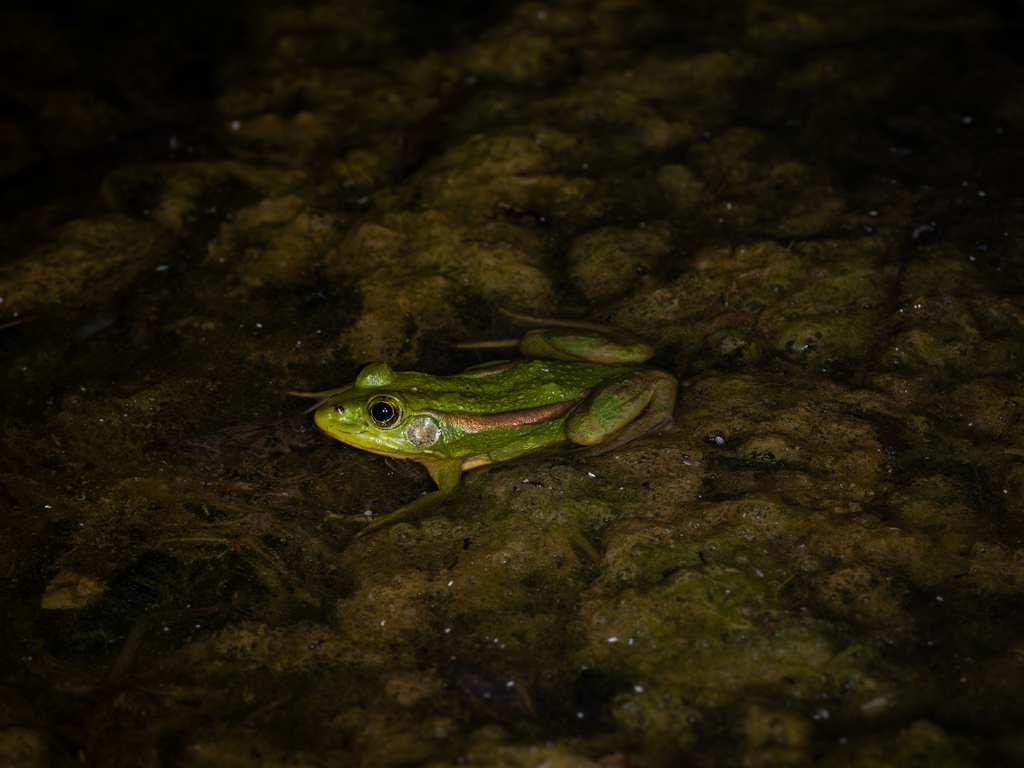 Eastern Golden Frog from 中国北京市昌平区 on June 04, 2024 at 08:31 PM by ...