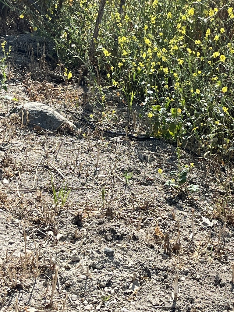 California Striped Racer in June 2024 by cesarlanda00 · iNaturalist