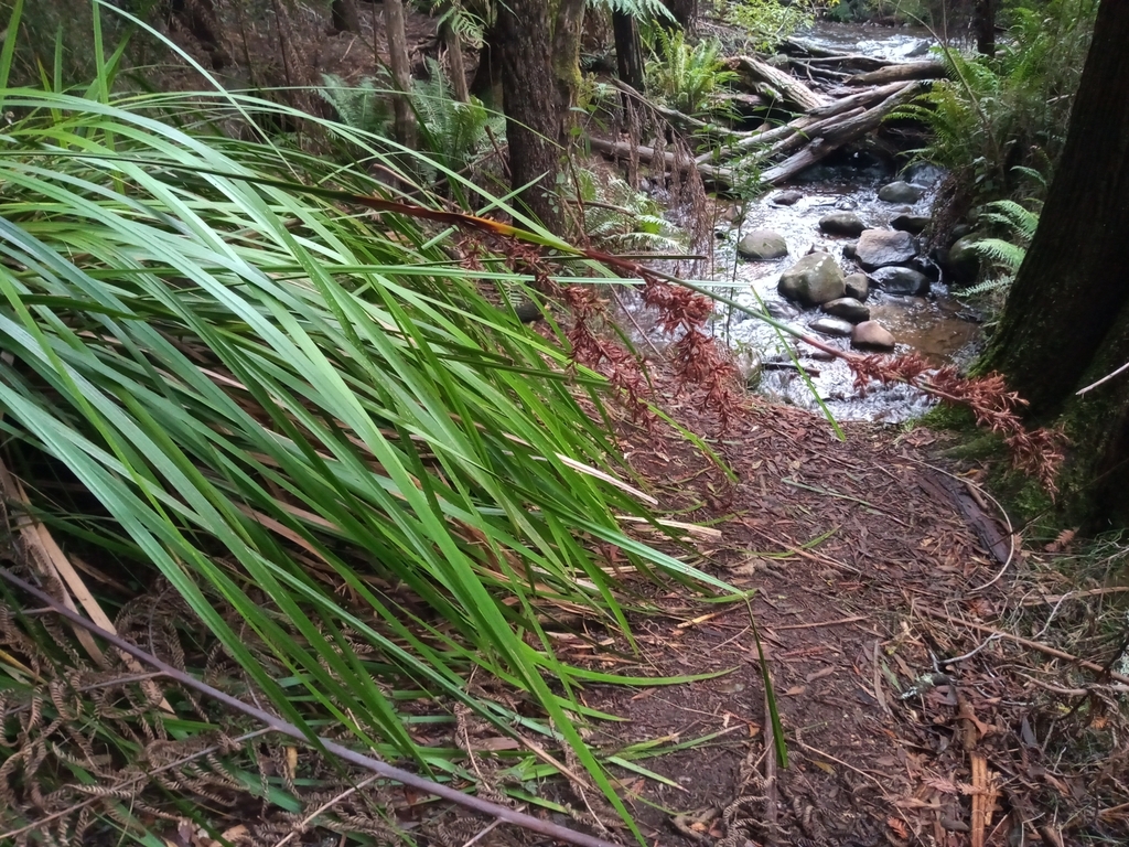 tall sword-sedge from Yarra Ranges - Pt B, Yarra Ranges, AU-VI, AU on ...