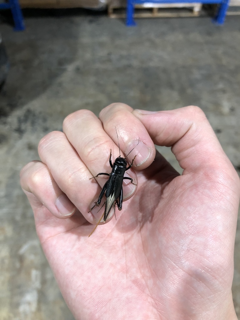 Phonarellus ritsemae from 林村, 林村, 新界, HK on May 17, 2019 at 05:18 PM by ...