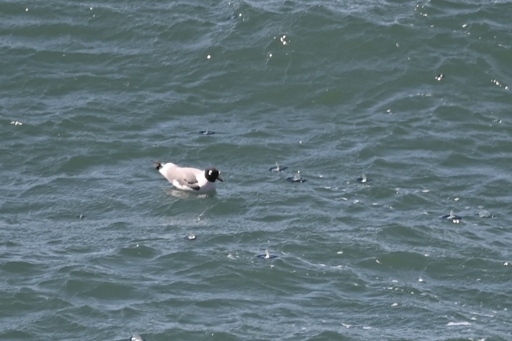 Franklin's Gull in April 2024 by Alex Castelein · iNaturalist
