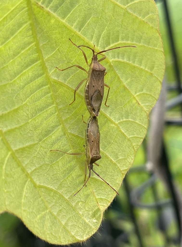Homoeocerus unipunctatus from Nishi, Fukuoka, Fukuoka, JP on May 29 ...