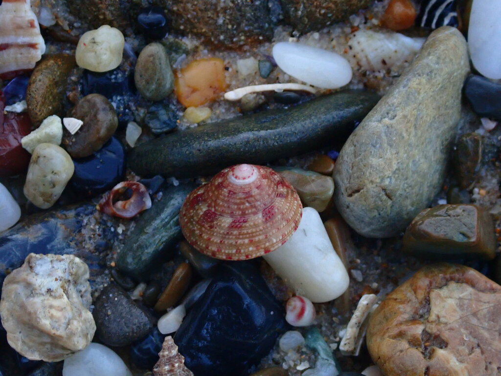 Clanculus clangulus from Minnie Water NSW 2462, Australia on June 6 ...