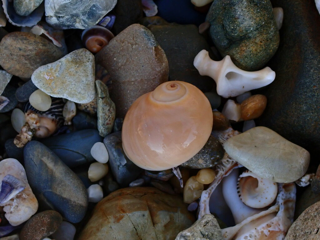 Bladder Moon Snail from Minnie Water NSW 2462, Australia on June 6 ...