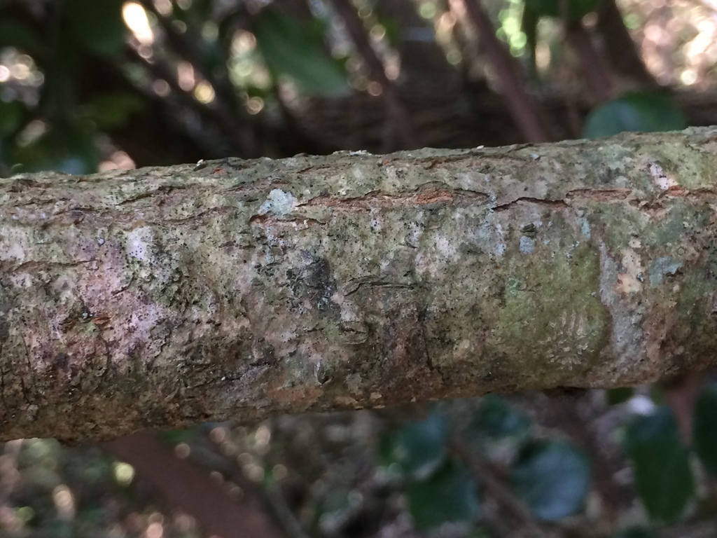 Zulu Cabbage Tree (Cussonia zuluensis) - Botanical Realm