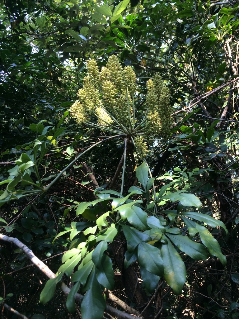 Zulu Cabbage Tree (Cussonia zuluensis) - Botanical Realm