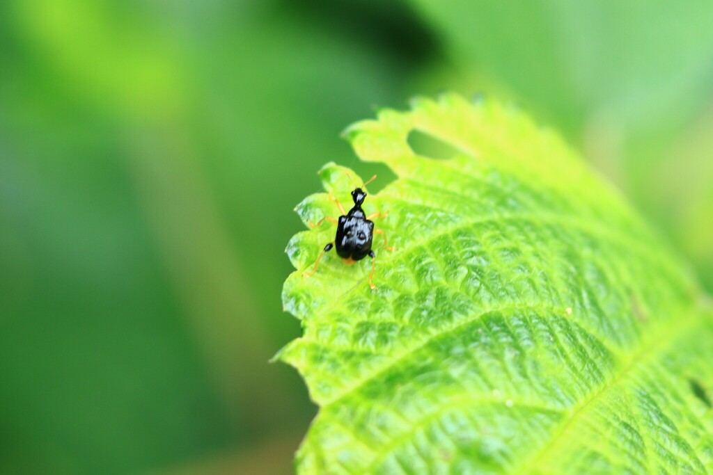 Phymatapoderus flavimanus from 中国杭州市临安区大明山 邮政编码: 311323 on May 22, 2024 ...