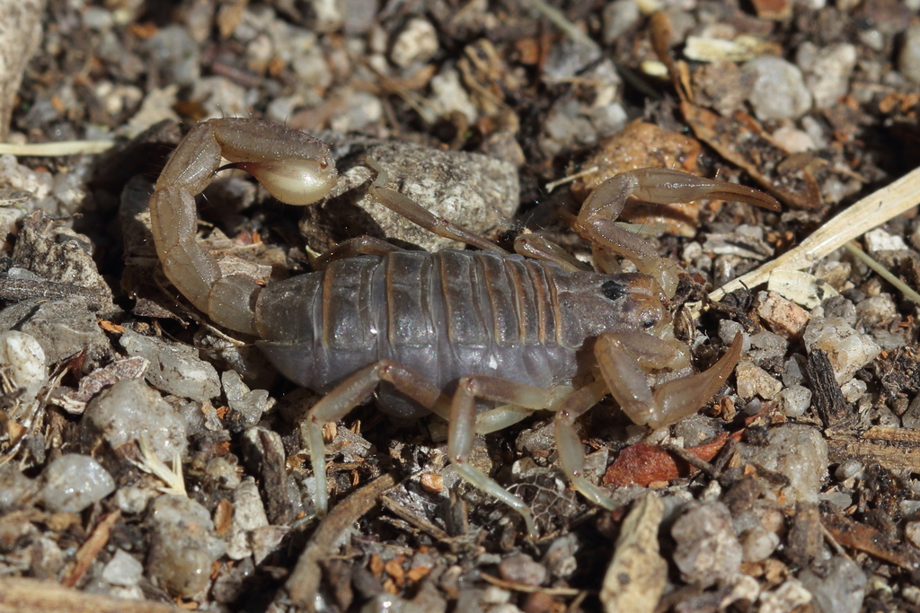 Paruroctonus variabilis (California Scorpions) · iNaturalist