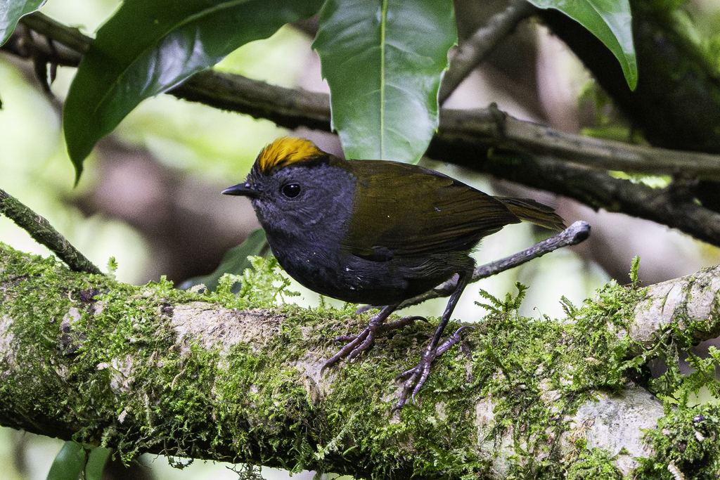 Wrenthrush from San José Province, Copey District, Costa Rica on May 9 ...