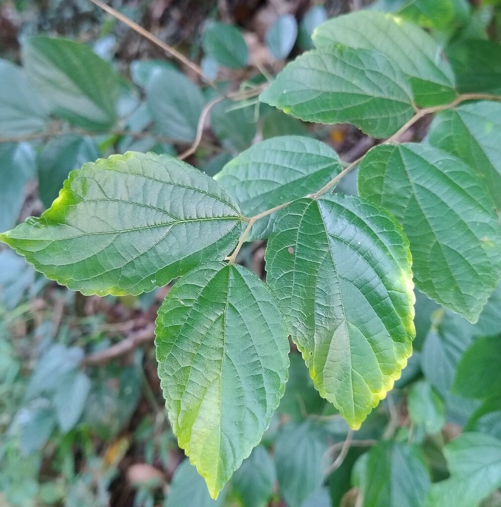 Chinese Hackberry in June 2024 by R.M. Uncommon on edge. · iNaturalist