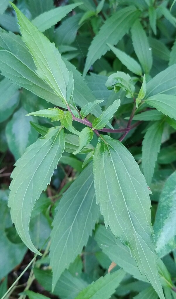 mist flower in June 2024 by R.M. Common. Dense patches. · iNaturalist