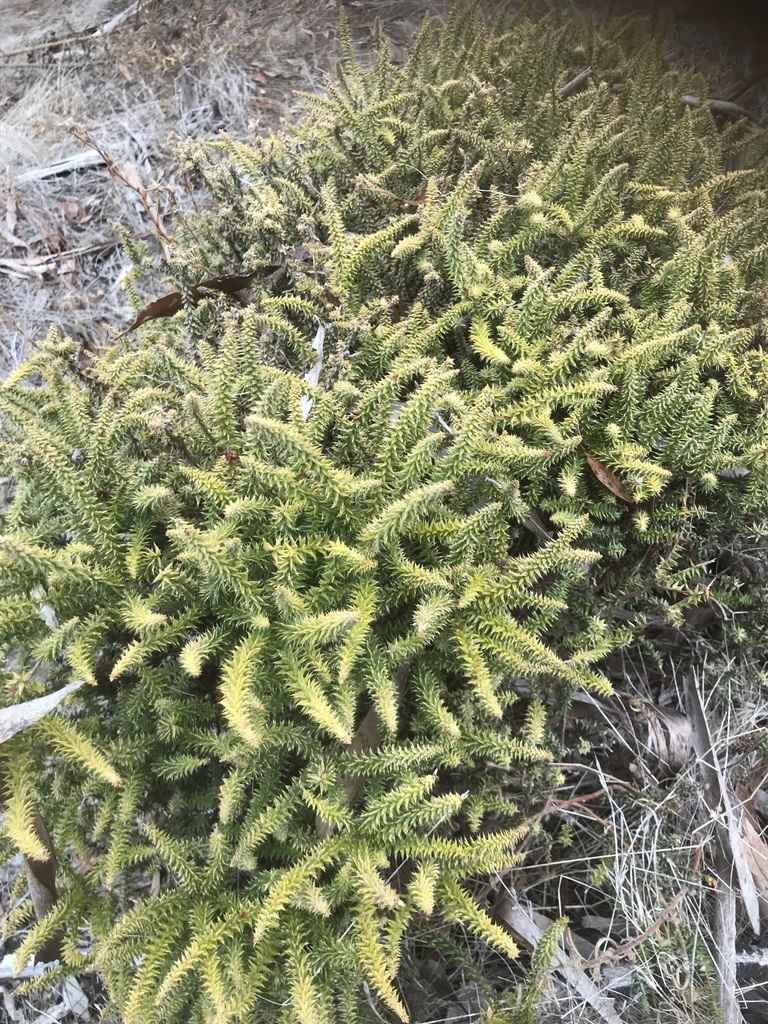 Australian native currant from Barossa Goldfields SA 5351, Australia on ...