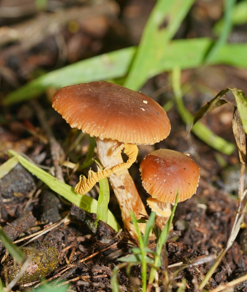 Descolea recedens from Launching Place VIC 3139, Australia on June 2 ...