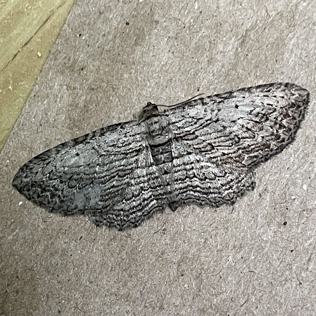 Brown Bark Carpet Moth in June 2024 by cgbb2004. Moth is on a piece of ...