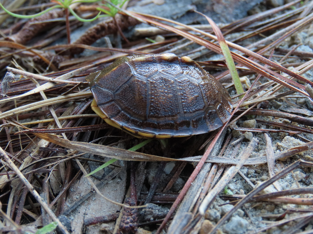 Eastern Box Turtle in May 2024 by Richard D Reams · iNaturalist