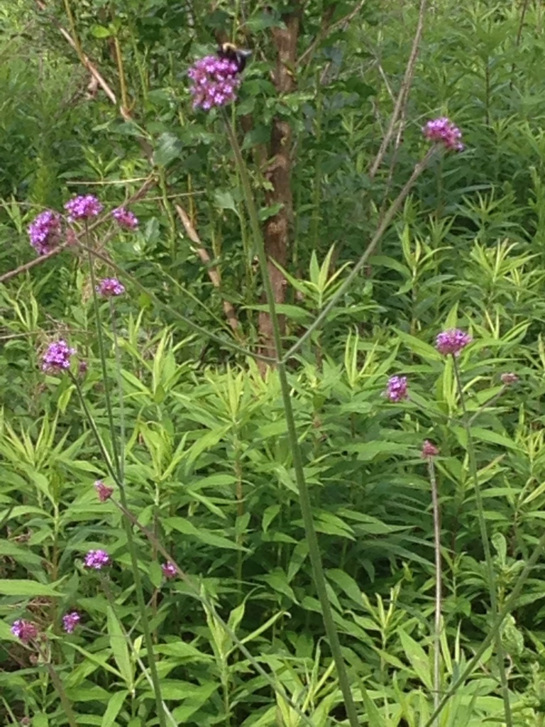 Vervain in May 2019 by asingh11 · iNaturalist