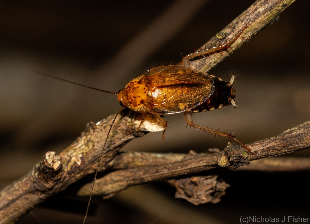 Giant and Wood Cockroaches from Tamborine Mountain QLD 4272, Australia ...