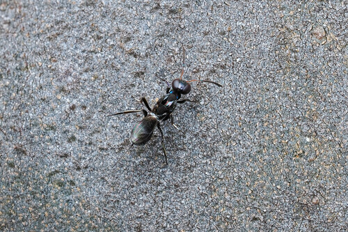 jeongyoo's Identifications · iNaturalist