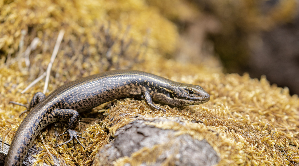 Alpine Water Skink from Gloucester Tops NSW 2422, Australia on December ...