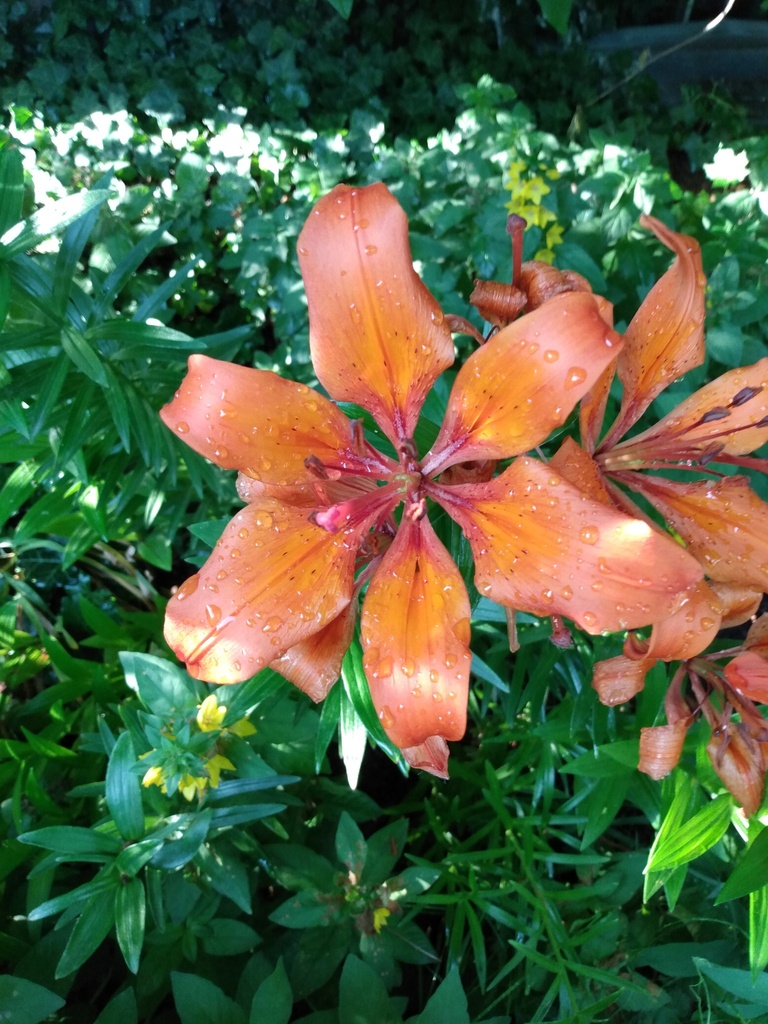 true lilies from Frankenmuth, MI, USA on June 5, 2024 at 07:22 PM by ...