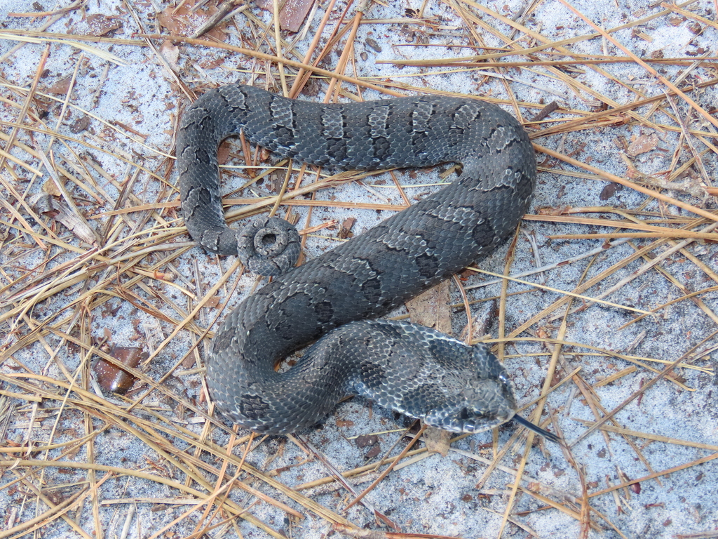Eastern Hognose Snake in May 2024 by Richard D Reams · iNaturalist