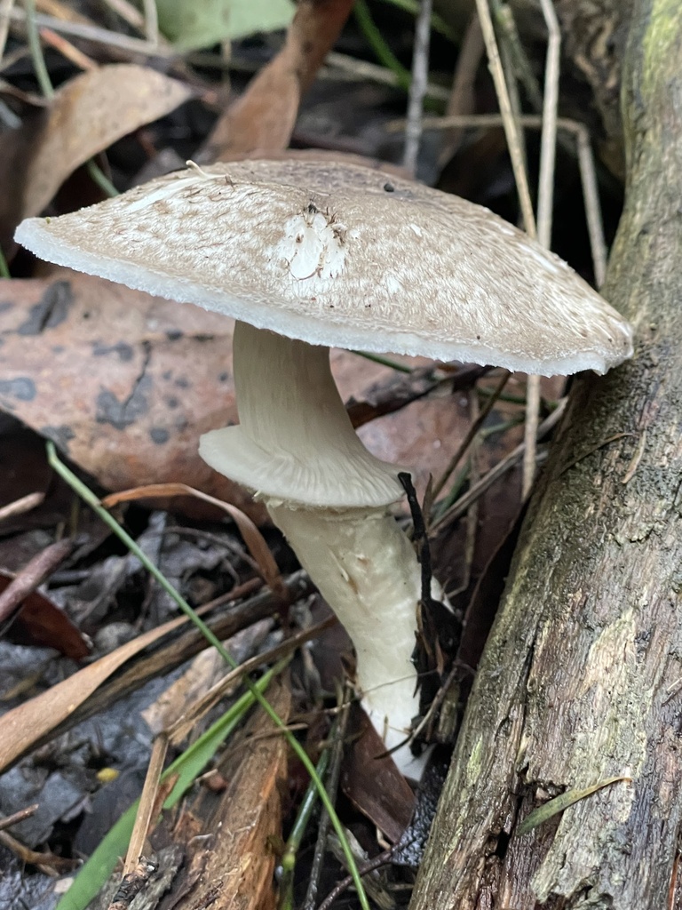 Common Gilled Mushrooms and Allies from Tarago River Forest Reserve ...